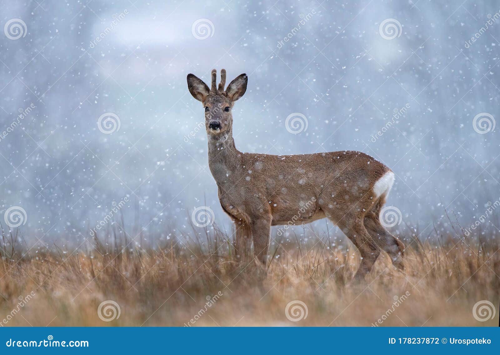 Wild Roe Buck during Snowfall Stock Photo - Image of game, frost: 178237872