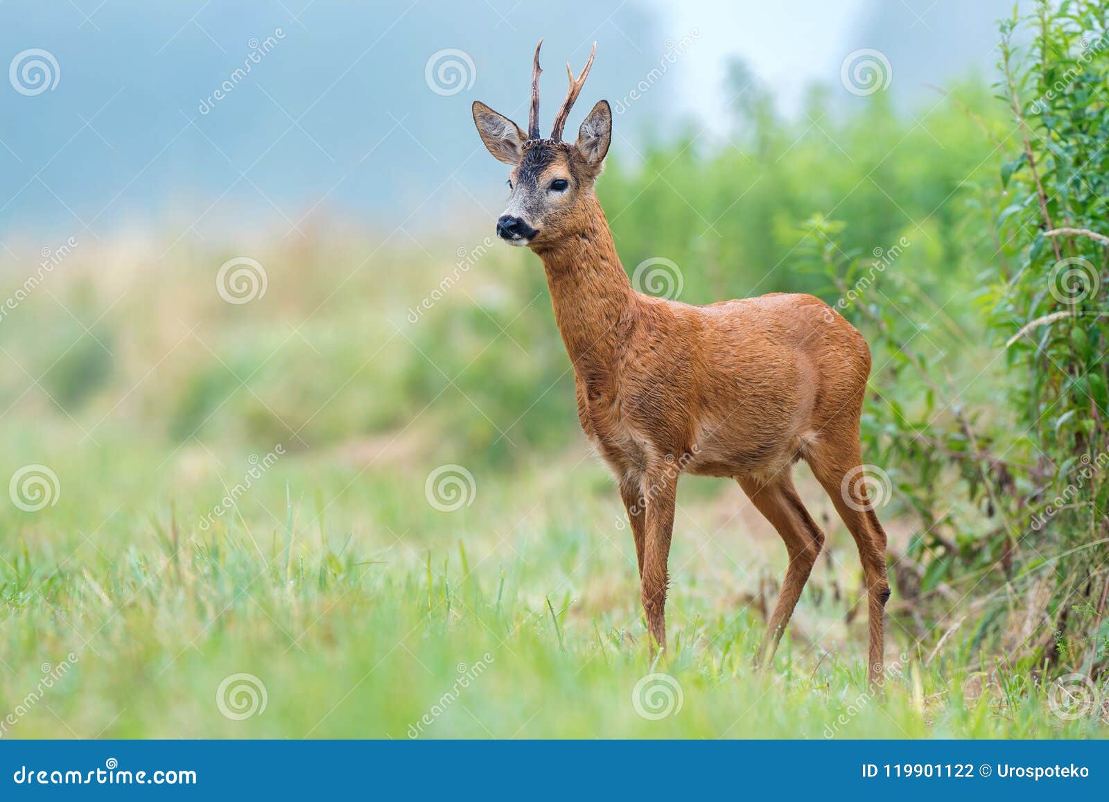 Roe Buck Standing in a Field Stock Photo - Image of woods, clearing ...