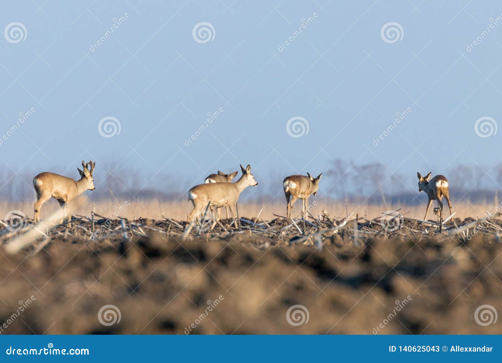 Wild Roe Deer in a Field, Spring Time Stock Image - Image of male ...