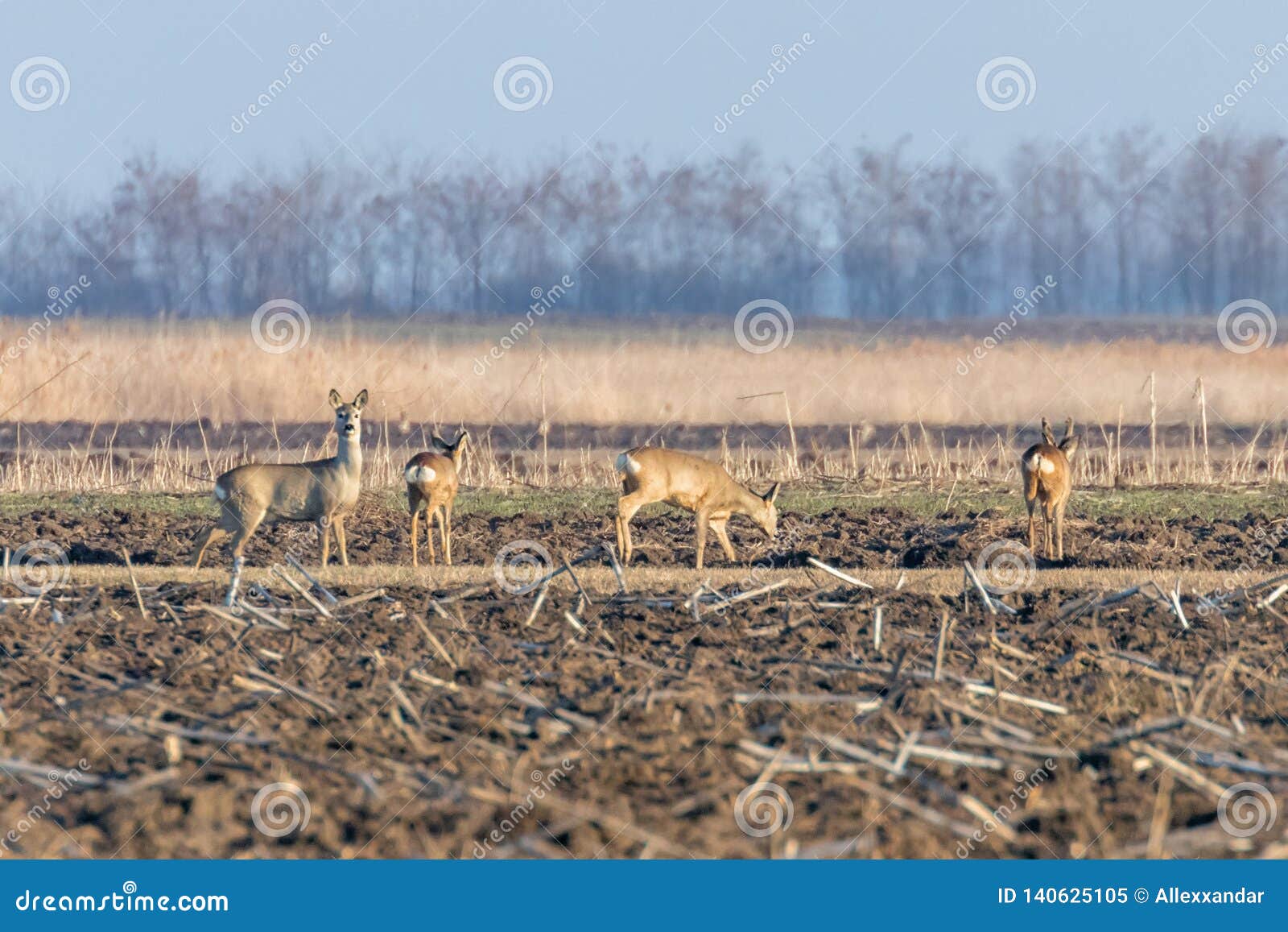 Wild Roe Deer in a Field, Spring Time Stock Image - Image of hunt ...