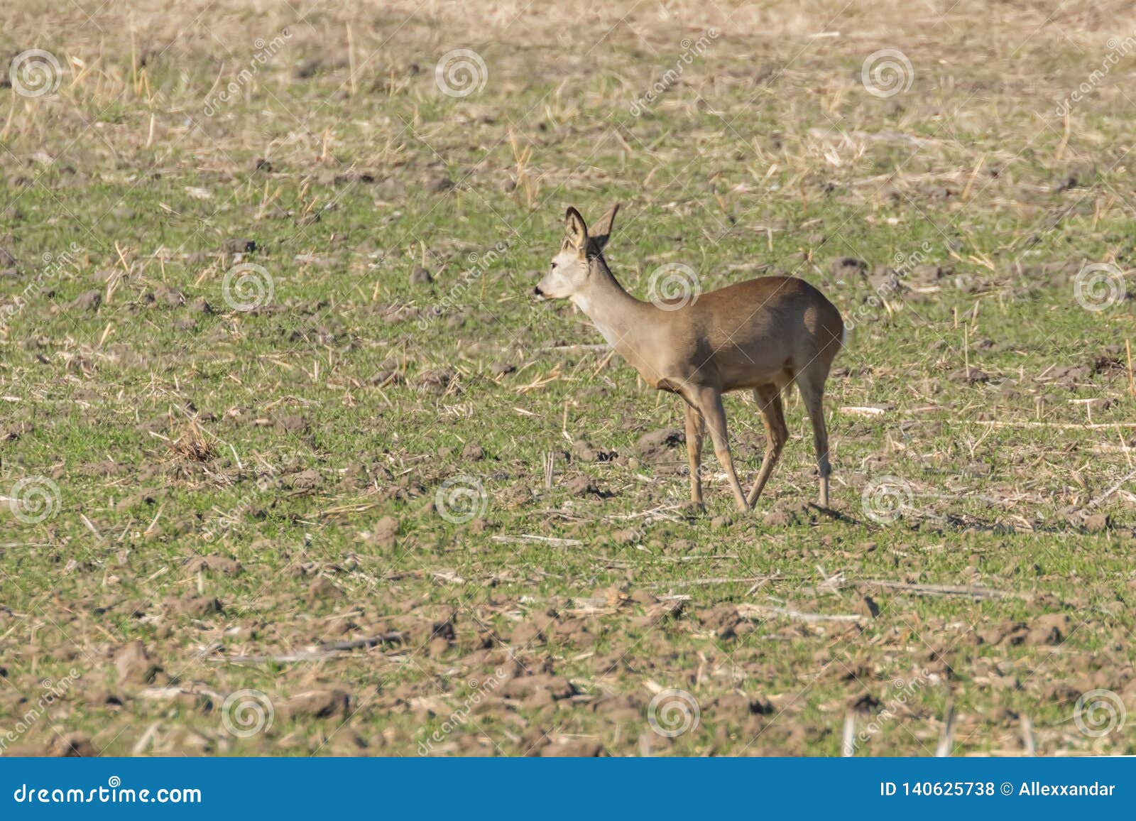Wild Roe Deer in a Field, Spring Time Stock Photo - Image of game ...