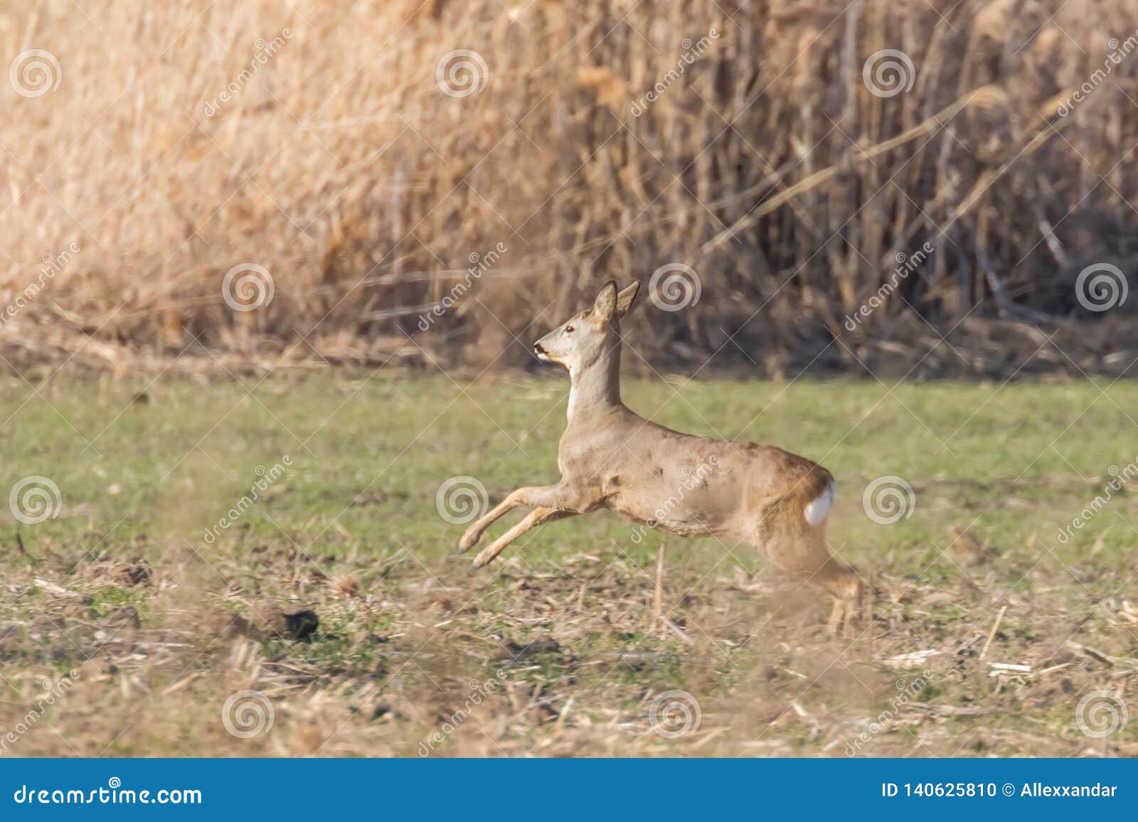 Wild Roe Deer in a Field, Spring Time Stock Photo - Image of game ...