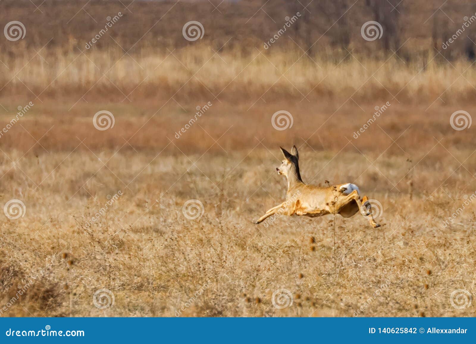 Wild Roe Deer in a Field, Spring Time Stock Photo - Image of outdoor ...