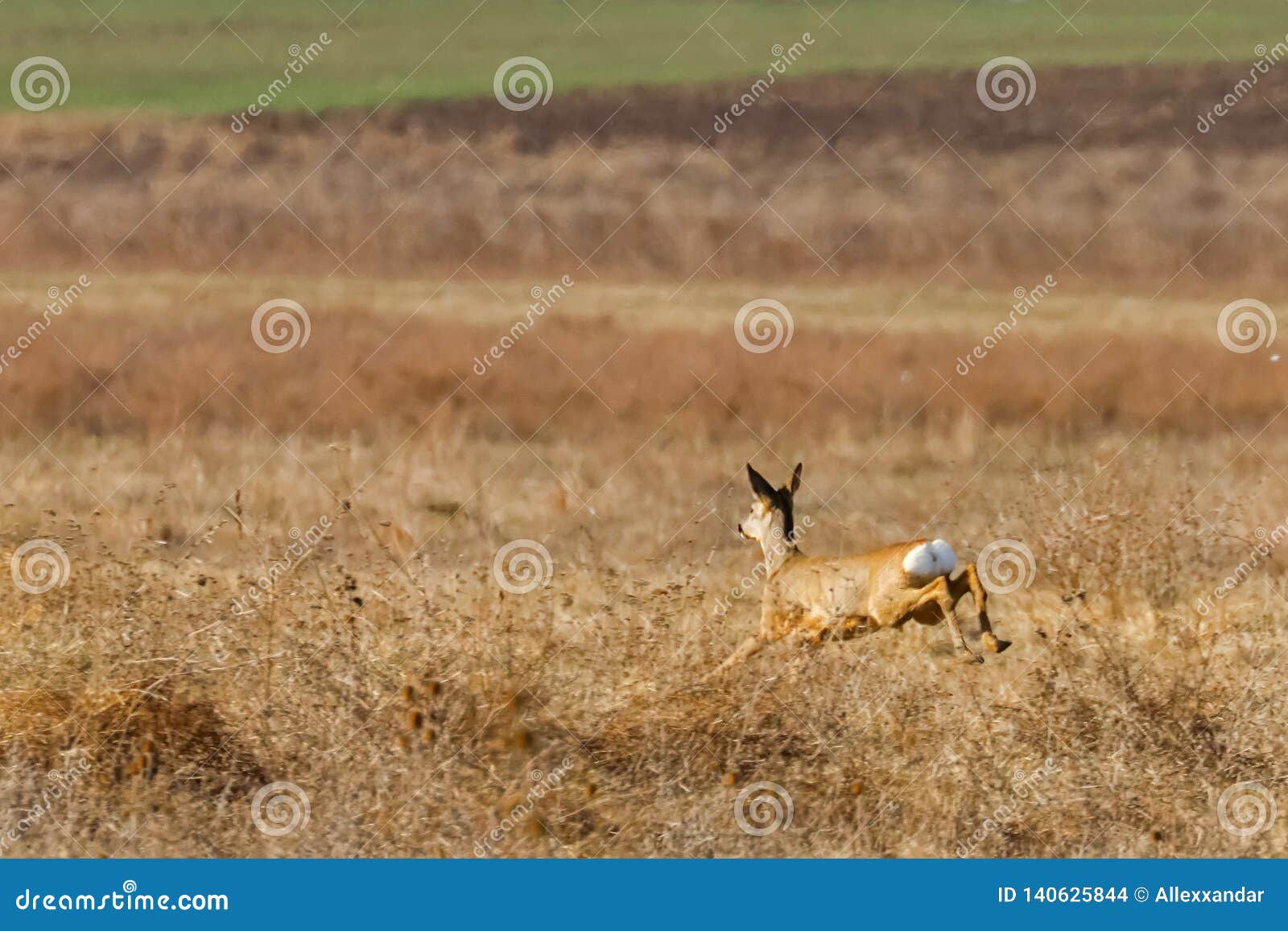 Wild Roe Deer in a Field, Spring Time Stock Photo - Image of meadow ...