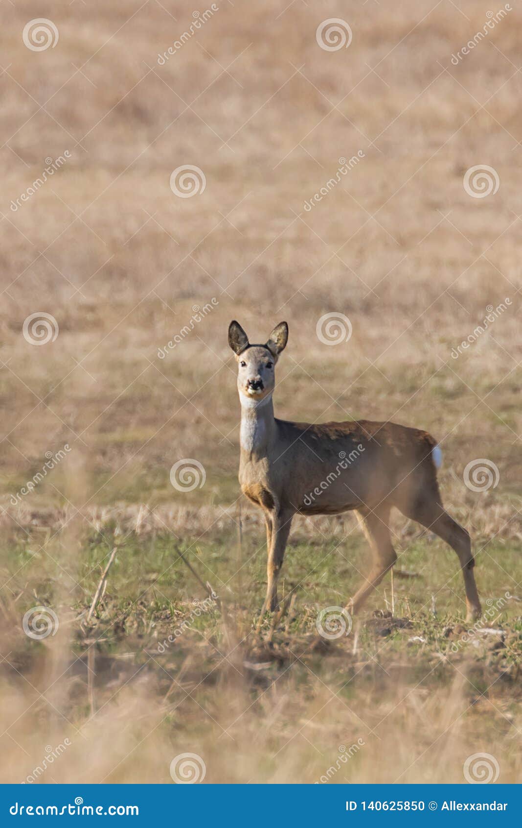 Wild Roe Deer in a Field, Spring Time Stock Photo - Image of fauna ...