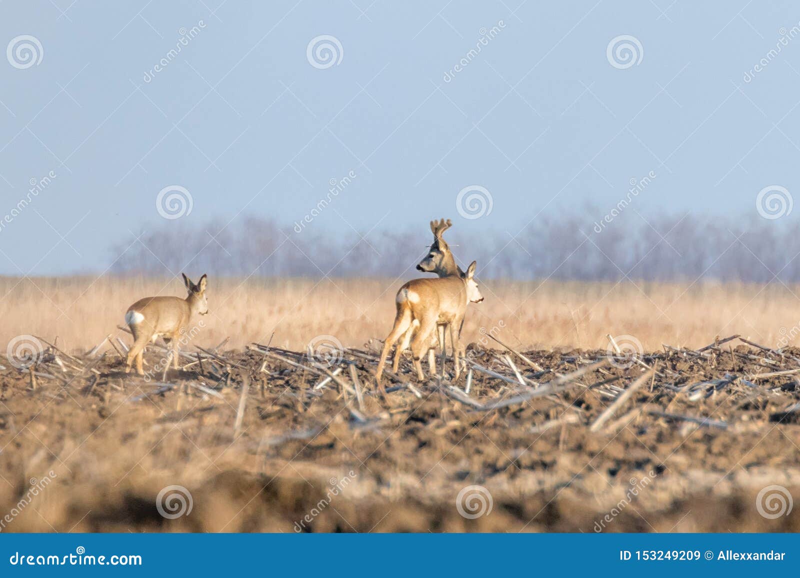 Wild Roe Deer in a Field, Spring Time Stock Image - Image of massive ...