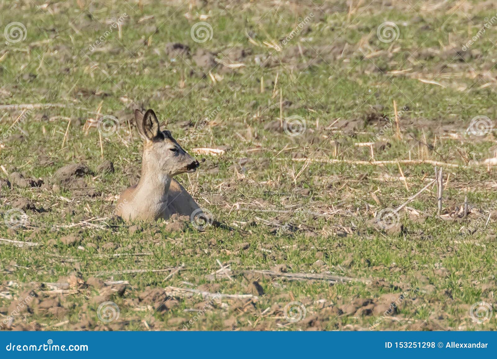 Wild Roe Deer in a Field, Spring Time Stock Photo - Image of background ...