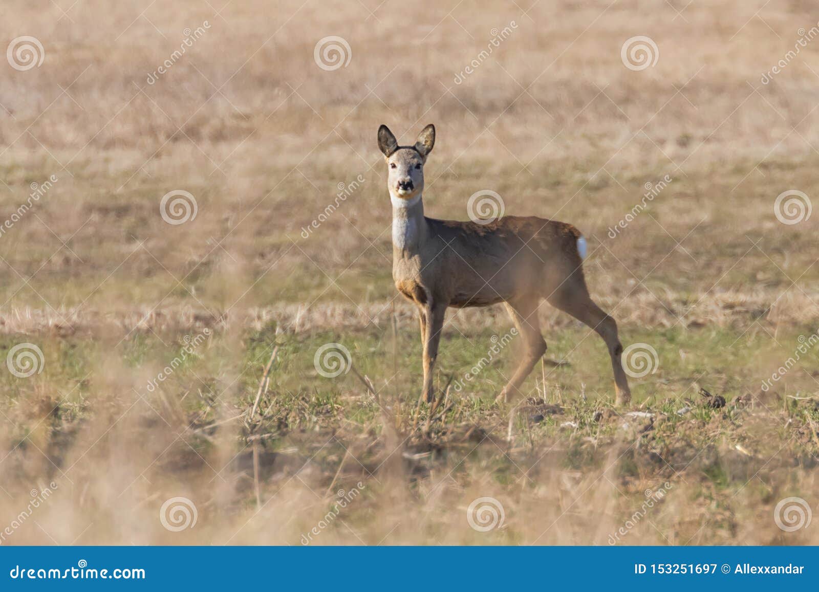 Wild Roe Deer in a Field, Spring Time Stock Image - Image of velvet ...