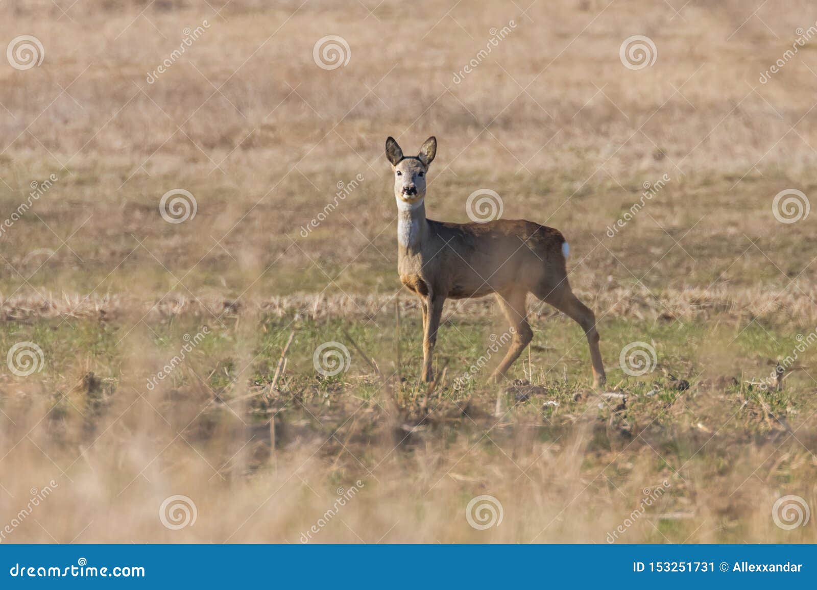 Wild Roe Deer in a Field, Spring Time Stock Image - Image of fauna ...