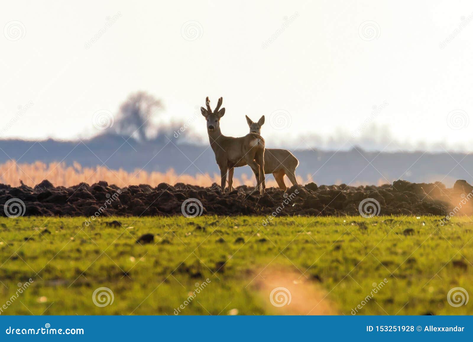 Wild Roe Deer in a Field, Spring Time Stock Photo - Image of mammal ...