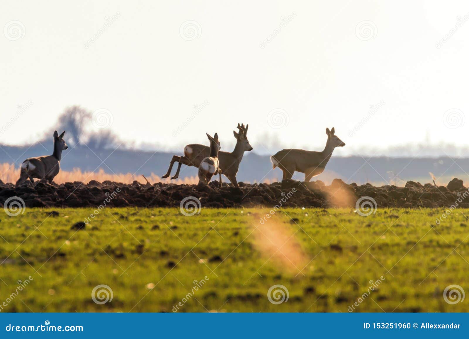 Wild Roe Deer in a Field, Spring Time Stock Photo - Image of antlers ...