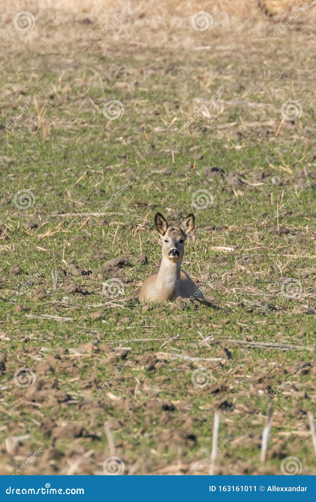 Wild Roe Deer in a Field, Spring Time Stock Image - Image of fauna ...