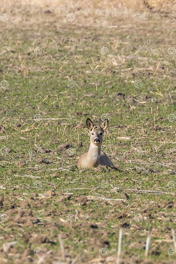 Wild Roe Deer in a Field, Spring Time Stock Image - Image of fauna ...