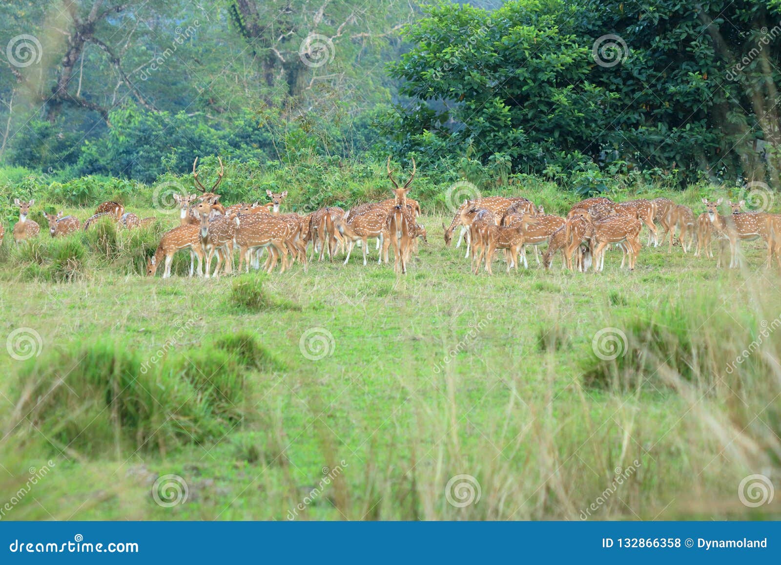 Wild Roe Deer Herd in a Field in Nepal Stock Photo - Image of horns ...