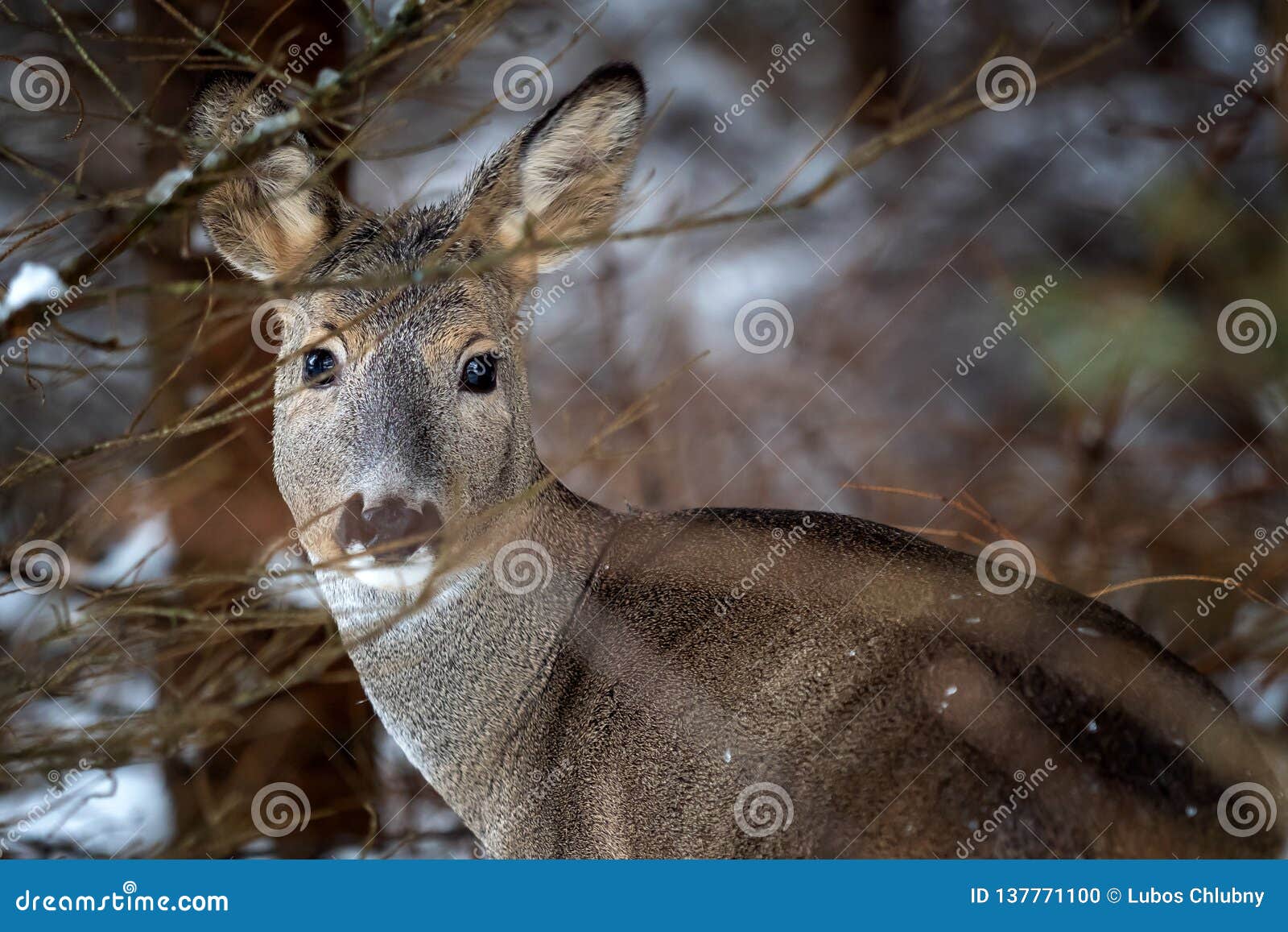 Wild Roe Deer in Winter Nature. Stock Photo - Image of capreolus ...