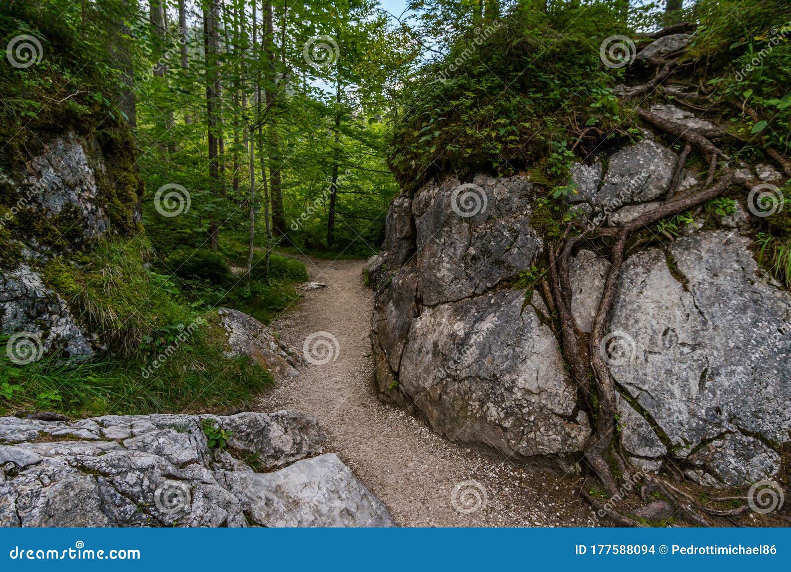 The Wild and Romantic Magic Forest Stock Photo - Image of romantic ...