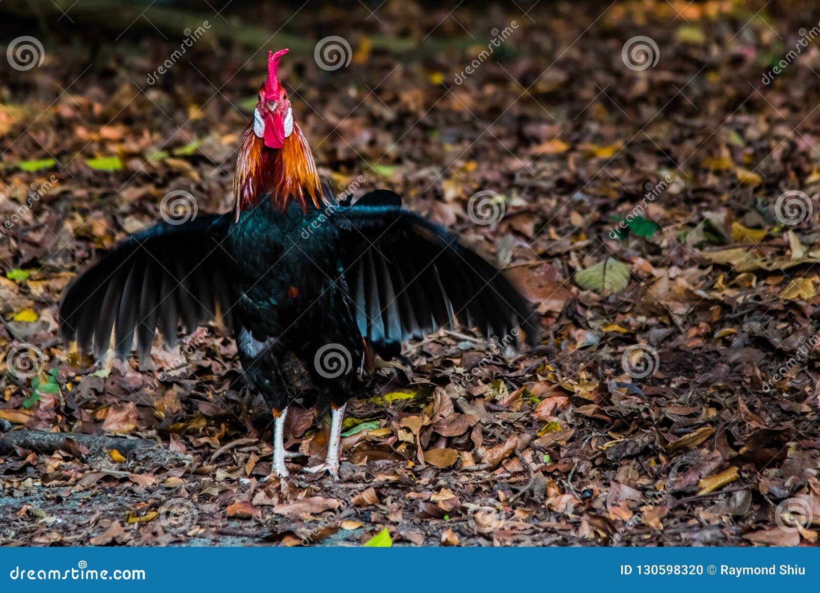 Wild Rooster stock photo. Image of garden, greenery - 130598320