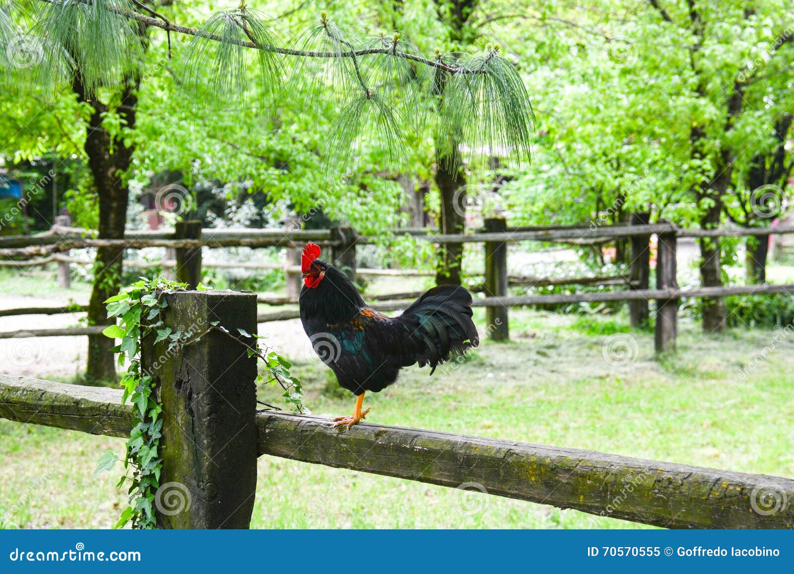 Rooster Overview Stock Photos - Free & Royalty-Free Stock Photos from ...