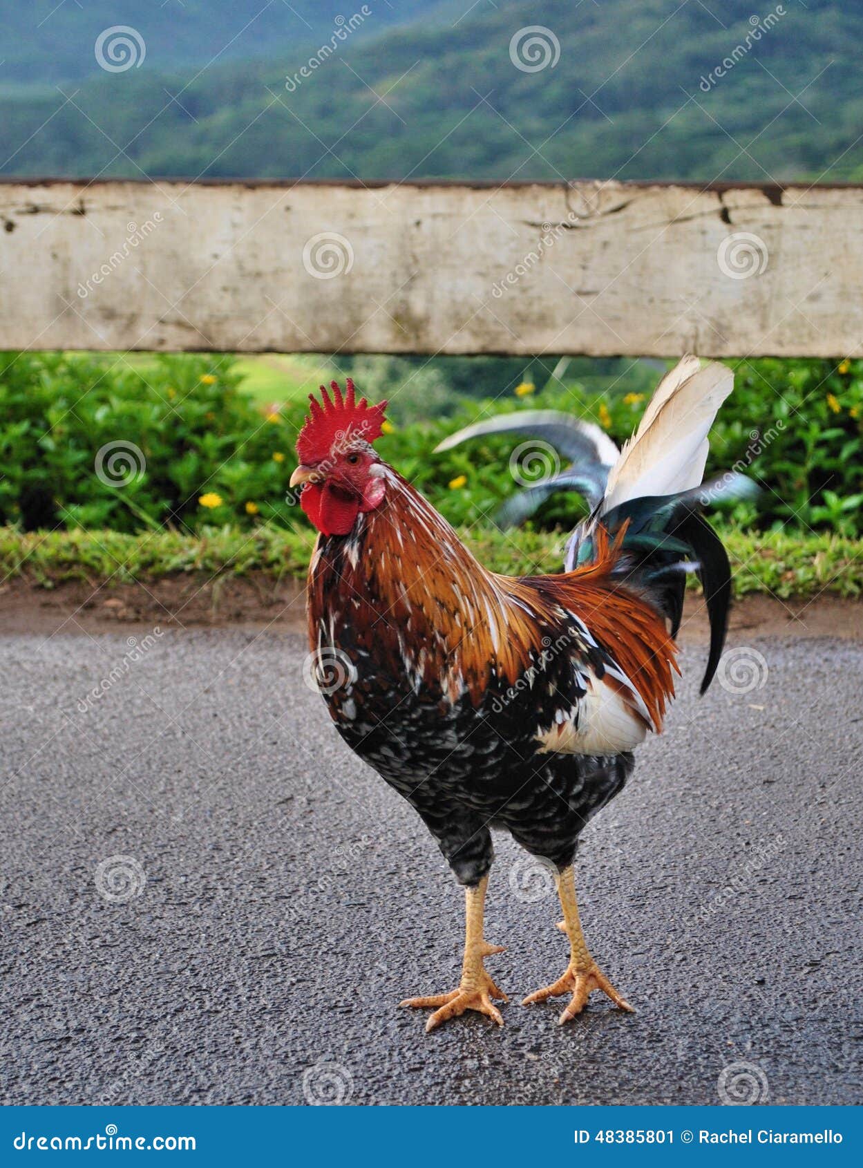 Wild Rooster stock image. Image of wild, roaming, chicken - 48385801