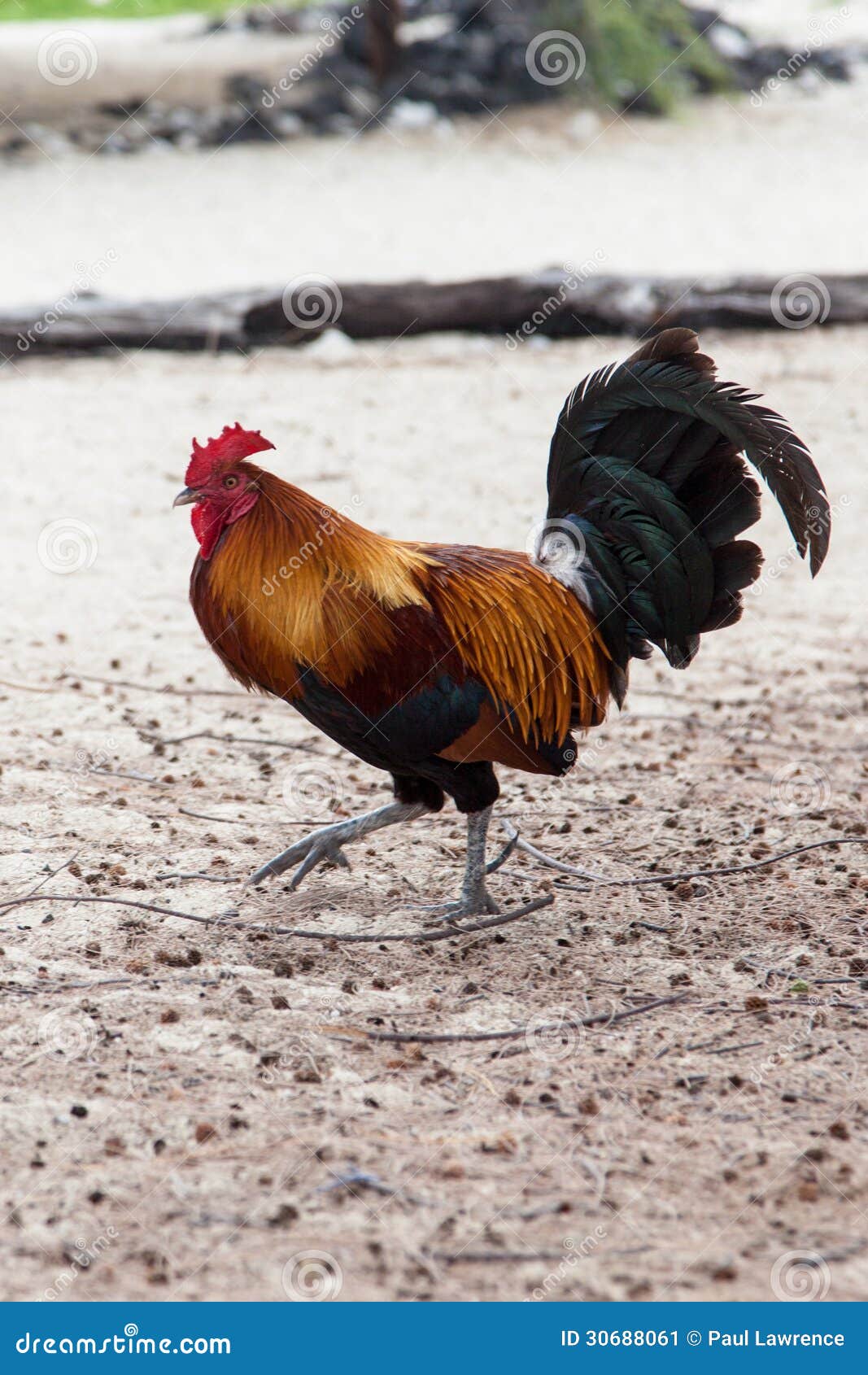 Wild Rooster stock image. Image of rooster, poultry, bird - 30688061