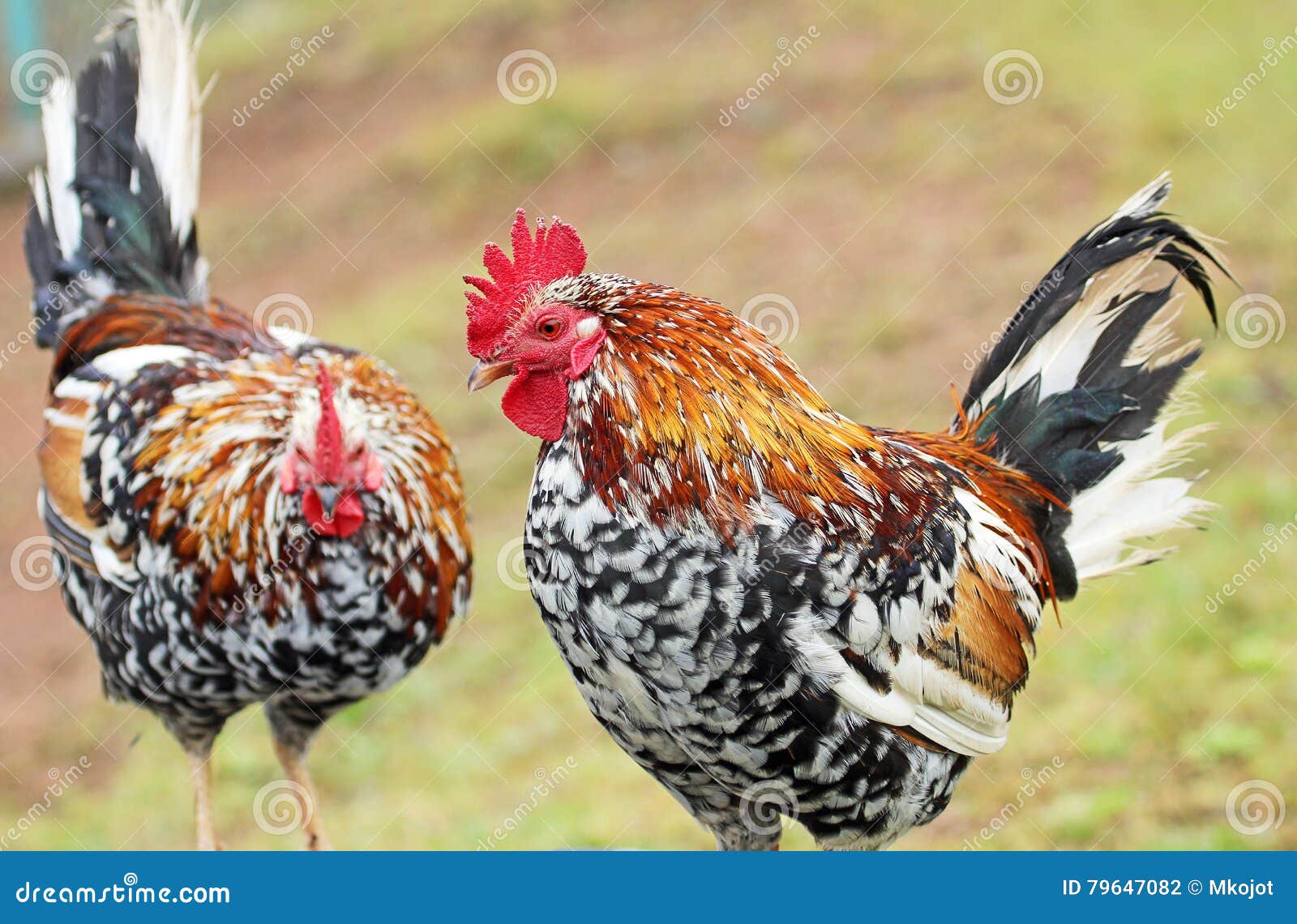 Wild roosters stock photo. Image of colorful, wildlife - 79647082