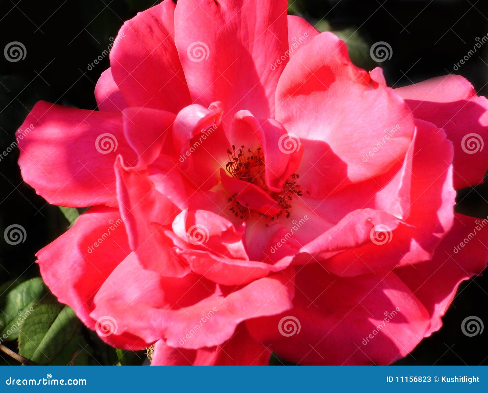 Wild red rose stock image. Image of ornamental, daylight - 11156823