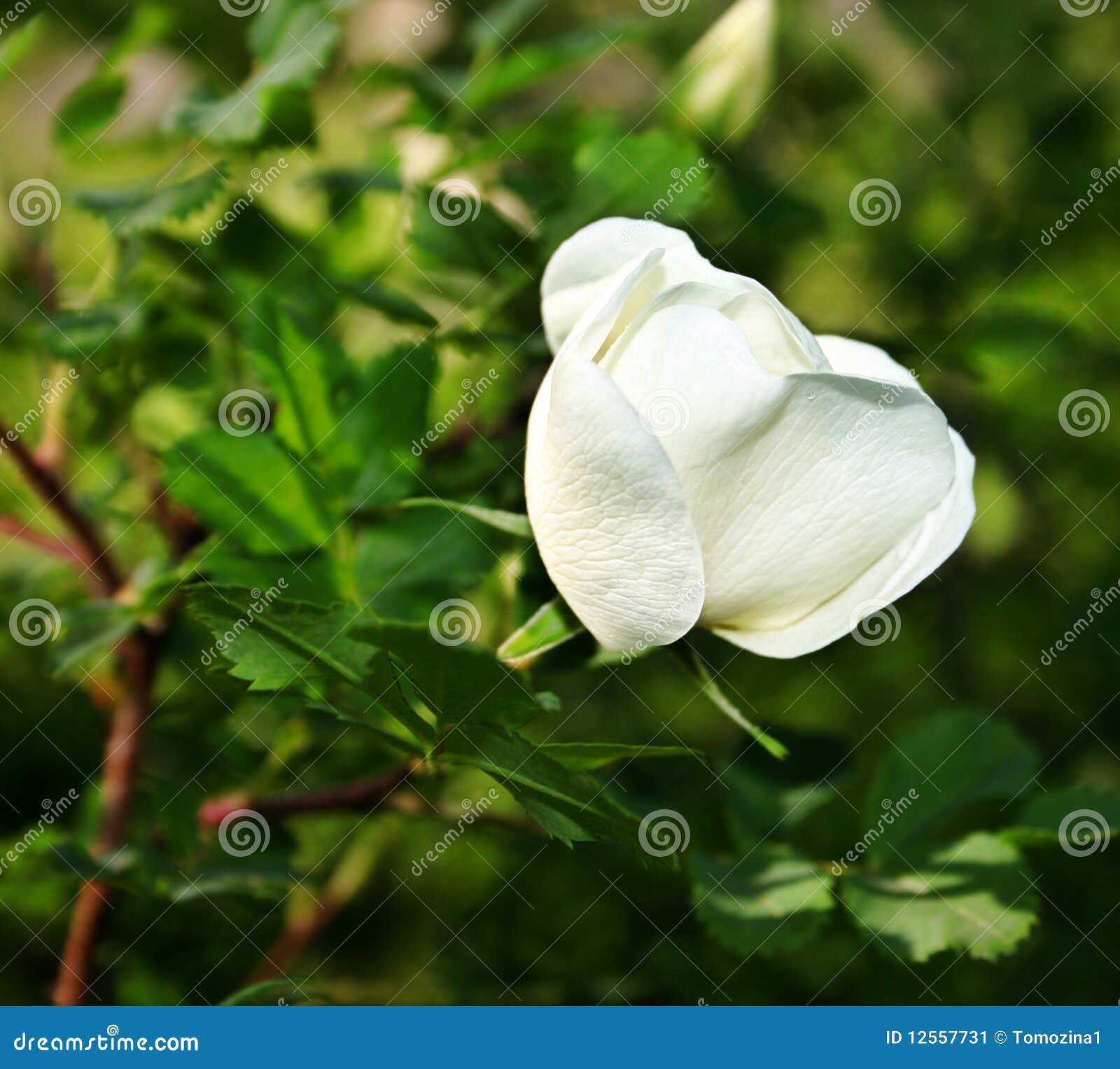Wild rose stock image. Image of rosebud, plant, close - 12557731