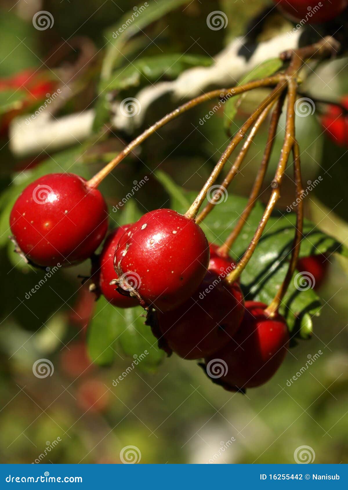 Wild rose stock photo. Image of crop, nature, plant, close - 16255442