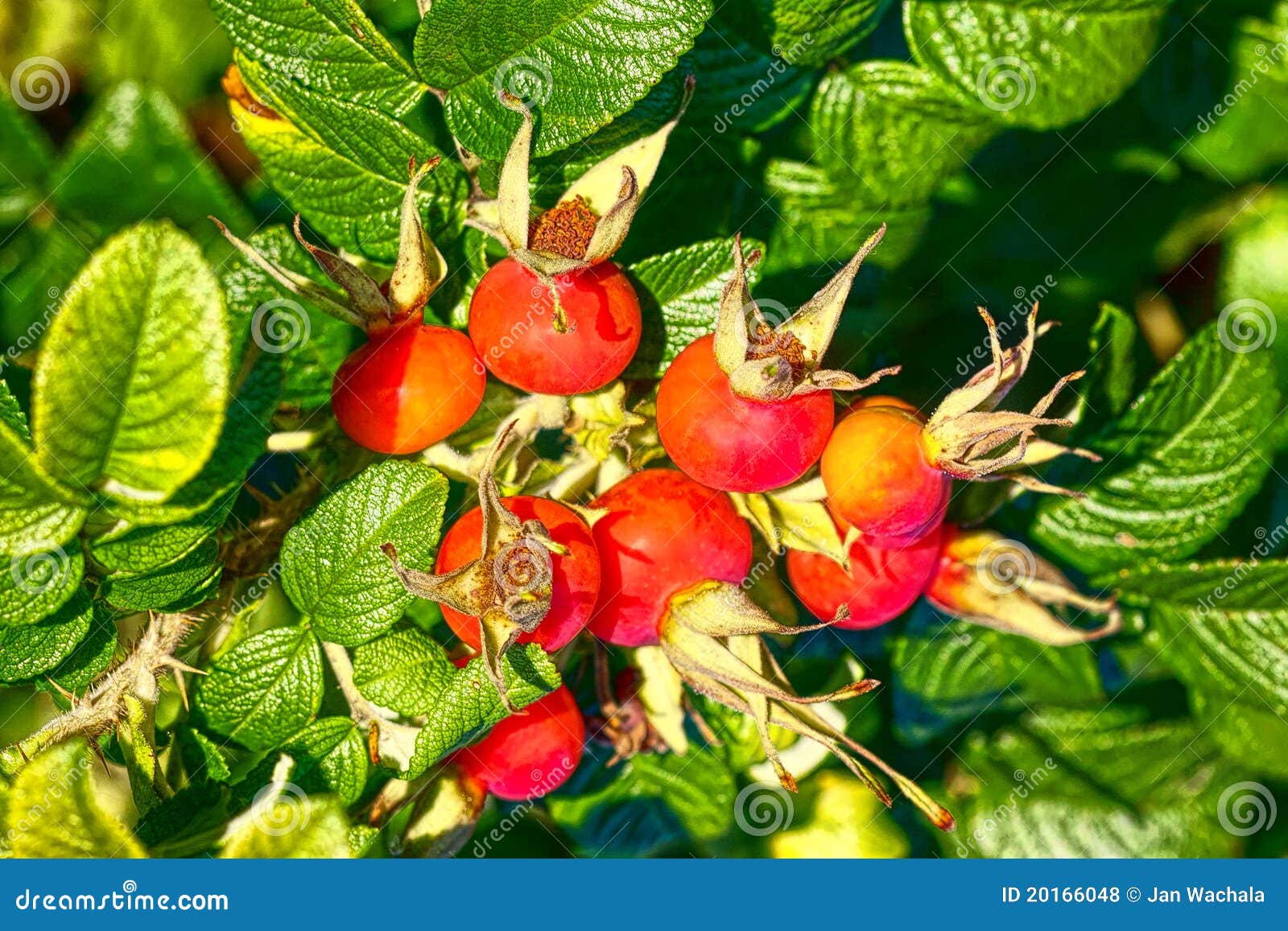 Wild rose stock photo. Image of natural, autumn, rosa - 20166048