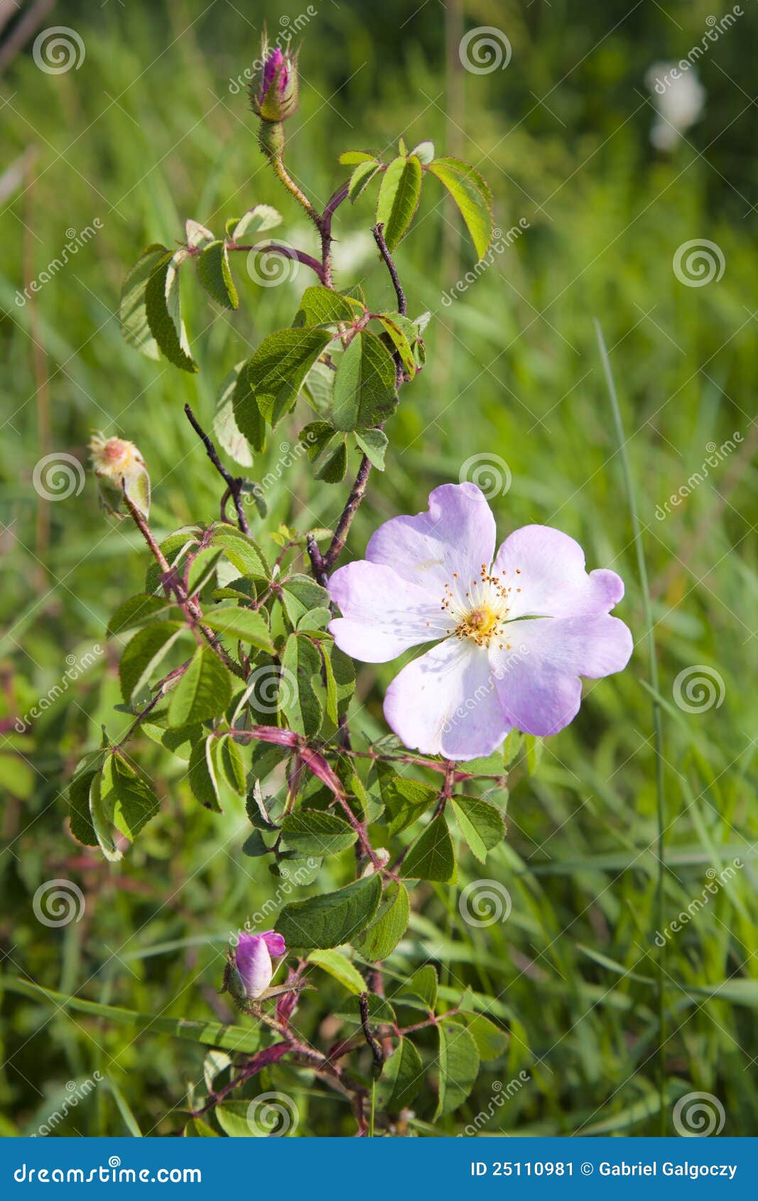 Wild rose stock image. Image of scent, wildlife, pinks - 25110981