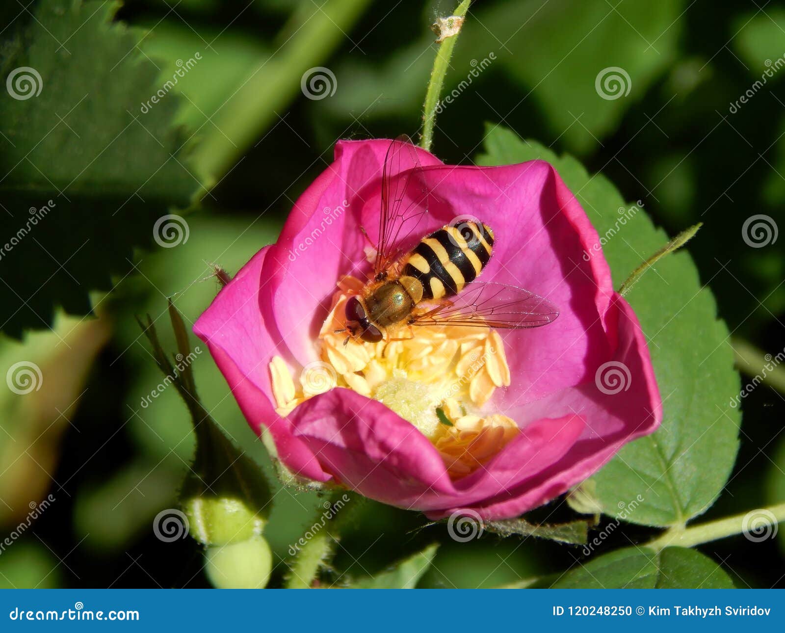 Wild Rose with a Bee Closeup Stock Photo - Image of organic, leaf ...