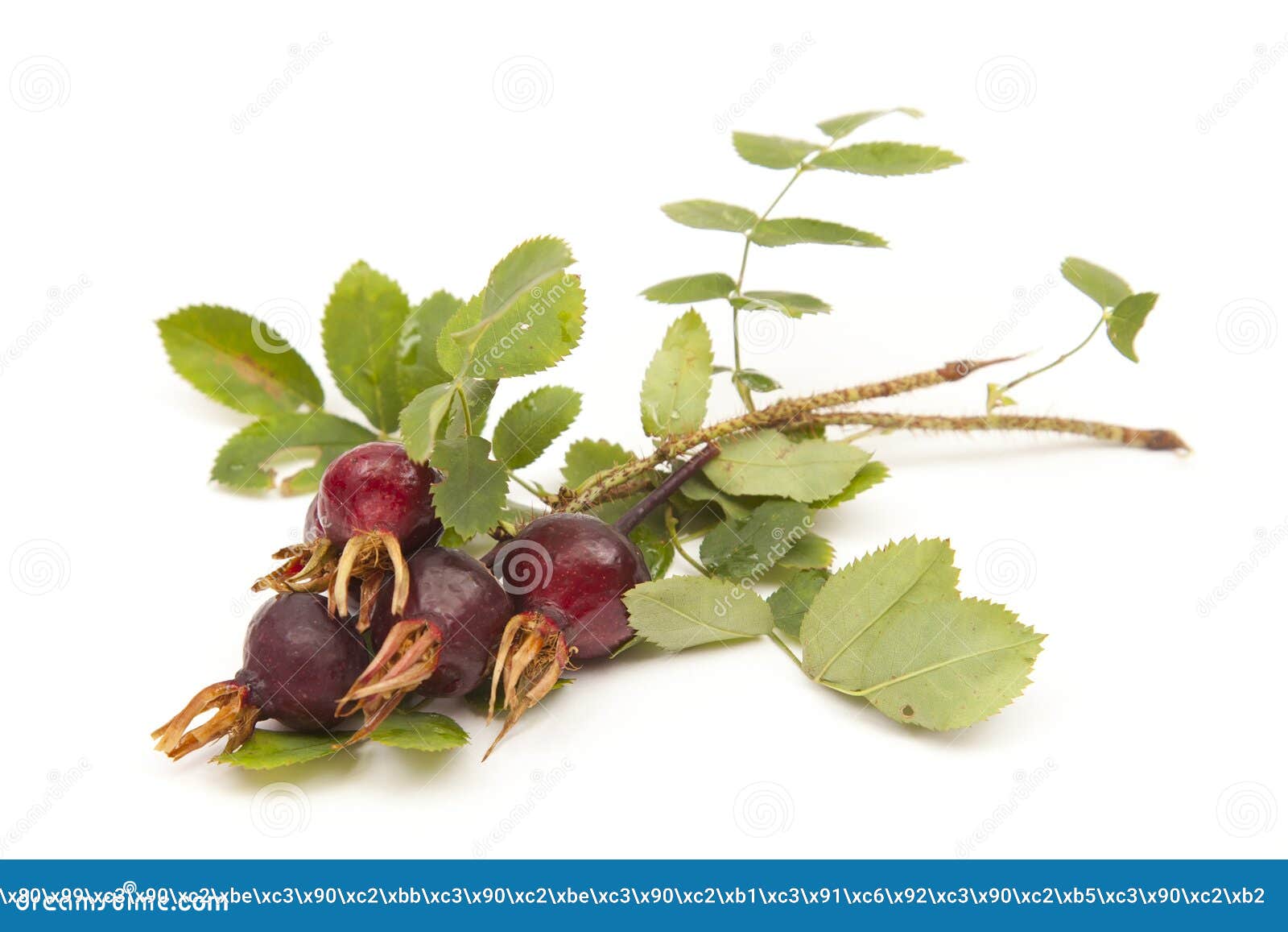 Wild rose berries stock image. Image of food, rose, season - 26008195