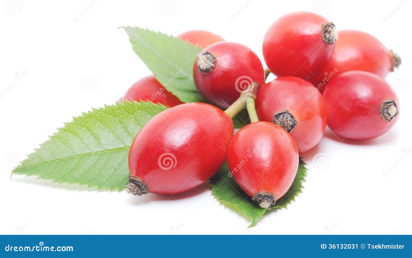 Wild rose berries stock image. Image of dogrose, green - 36132031