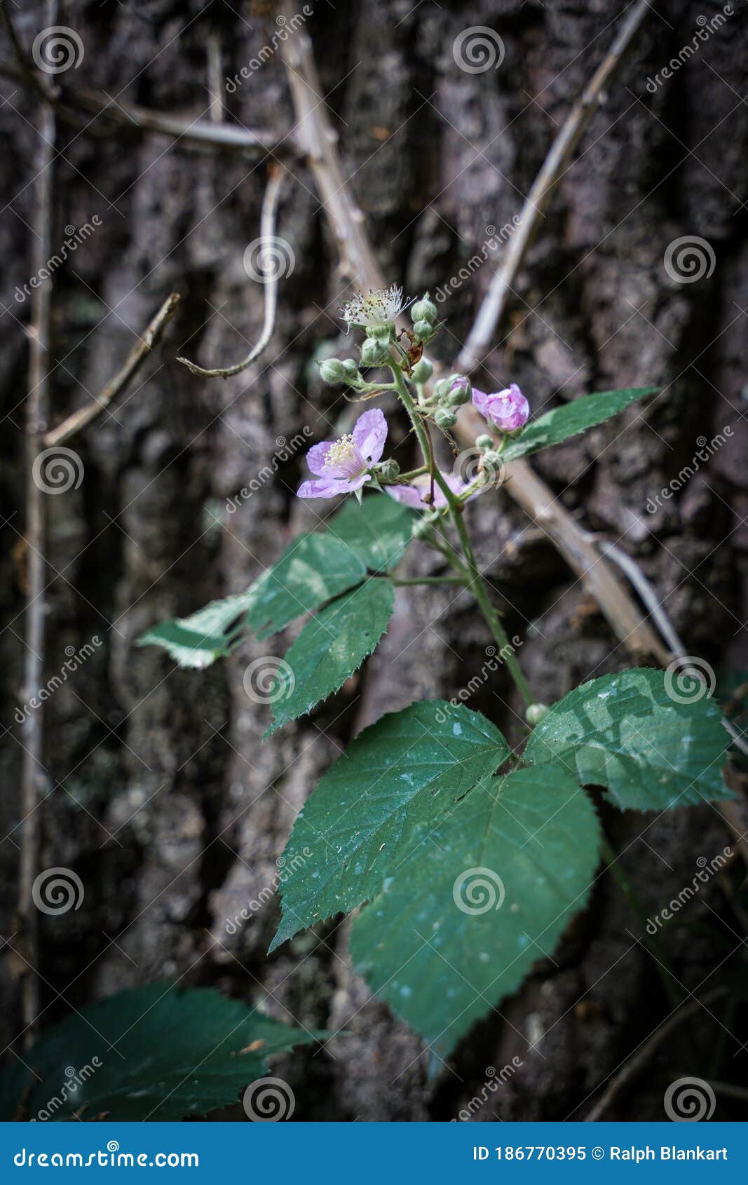 Wild Rose with Brambles on a Tree Stock Image - Image of field, blossom ...