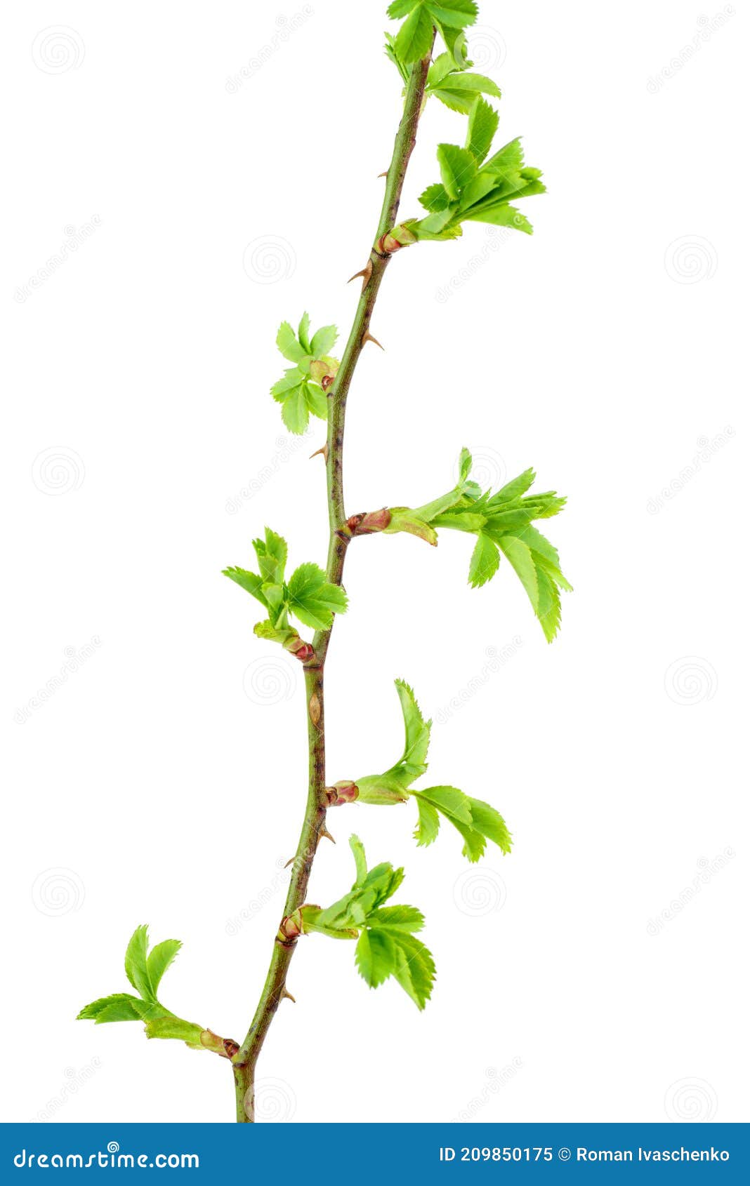 Wild Rose Branch with Fresh Leaves Stock Image - Image of green, leaf ...