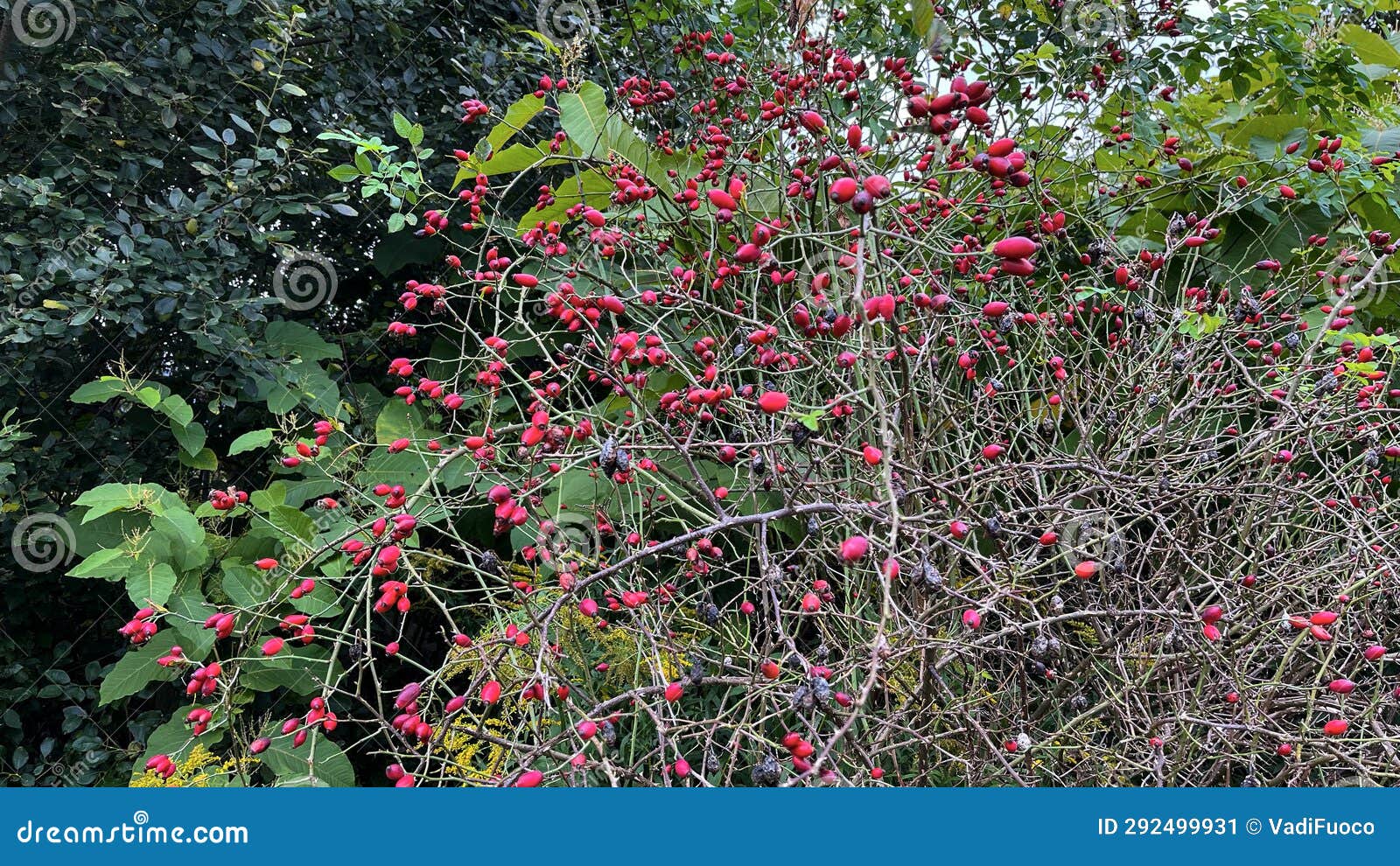 Wild Rose, Bright Red Rosehip Fruits. Fall Stock Image - Image of wild ...