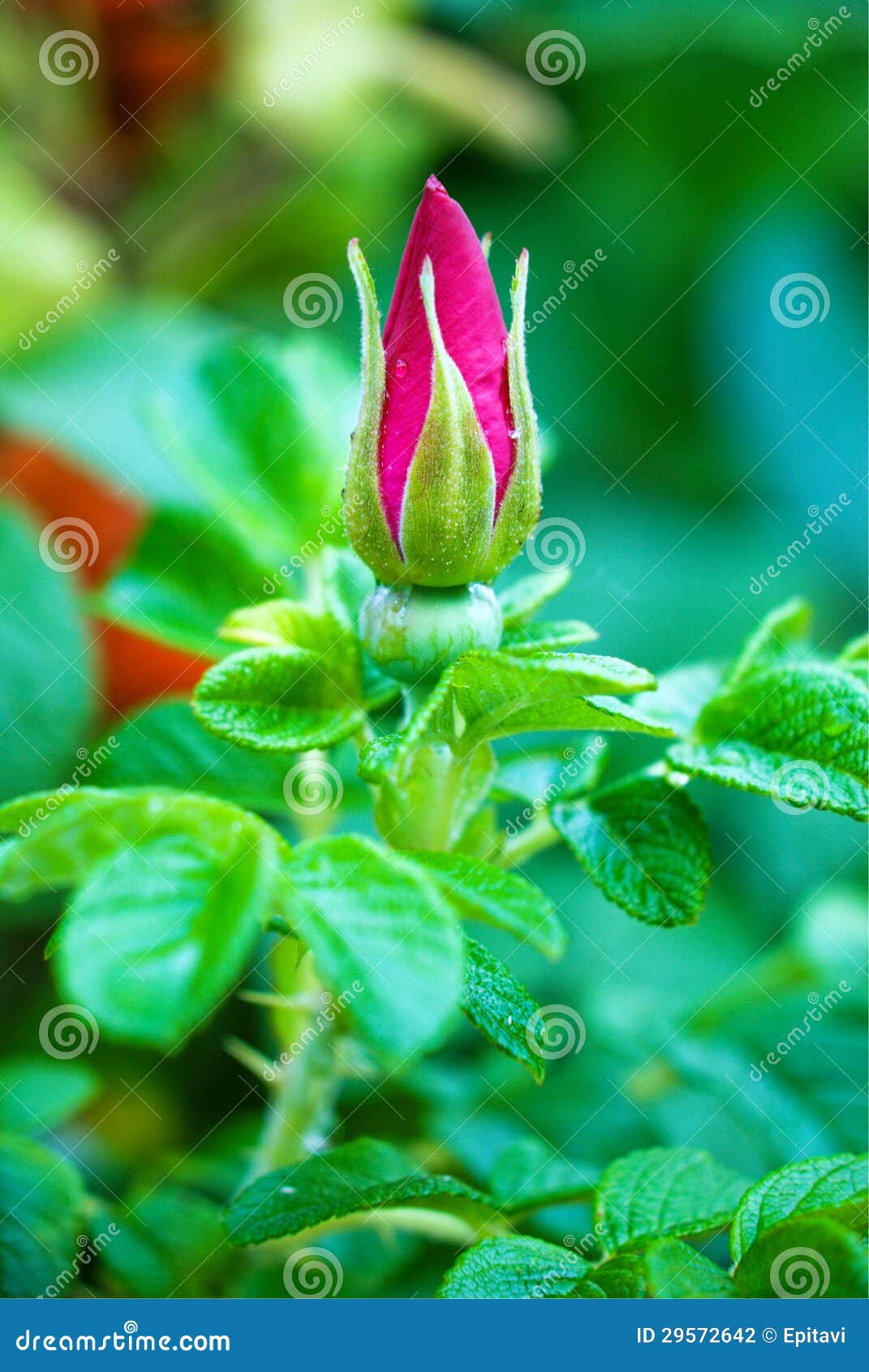 Wild rose bud stock photo. Image of spring, closeup, wild - 29572642