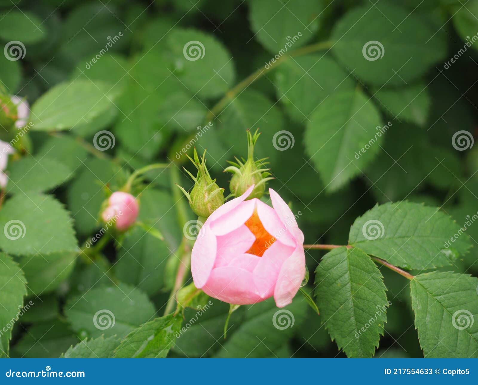 Wild rose bud stock image. Image of plant, nature, flower - 217554633