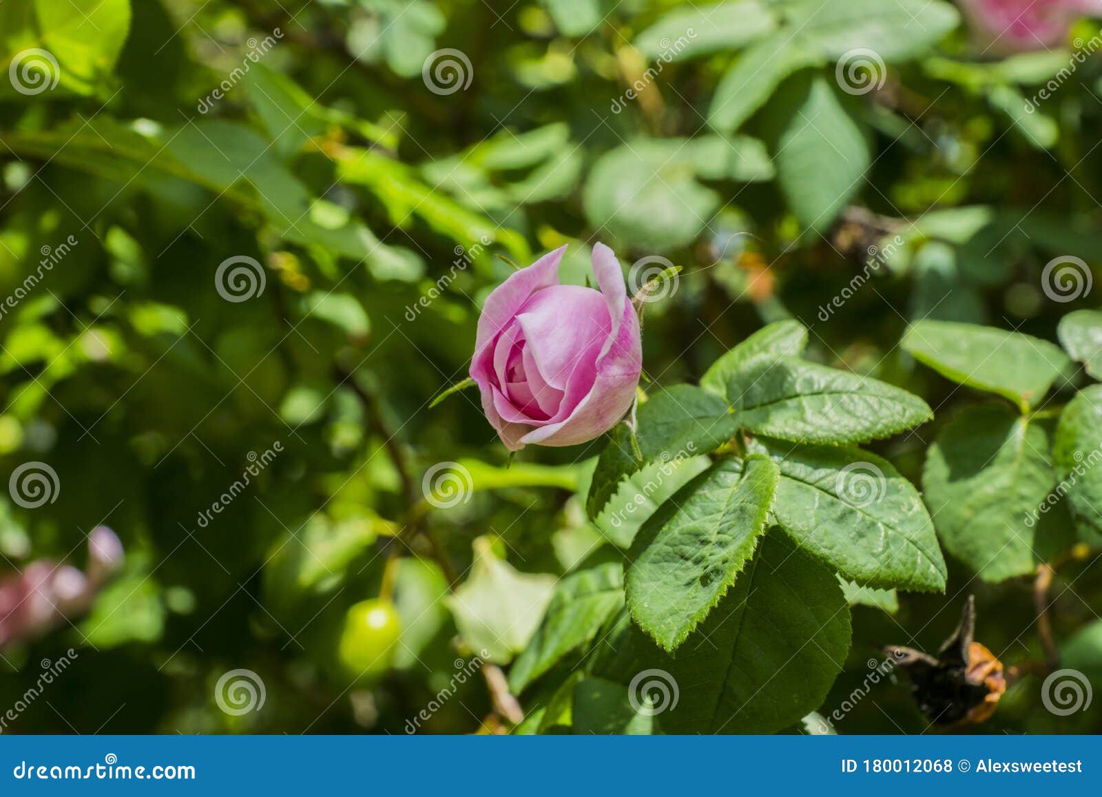 Wild rose bud stock photo. Image of active, flower, beautiful - 180012068