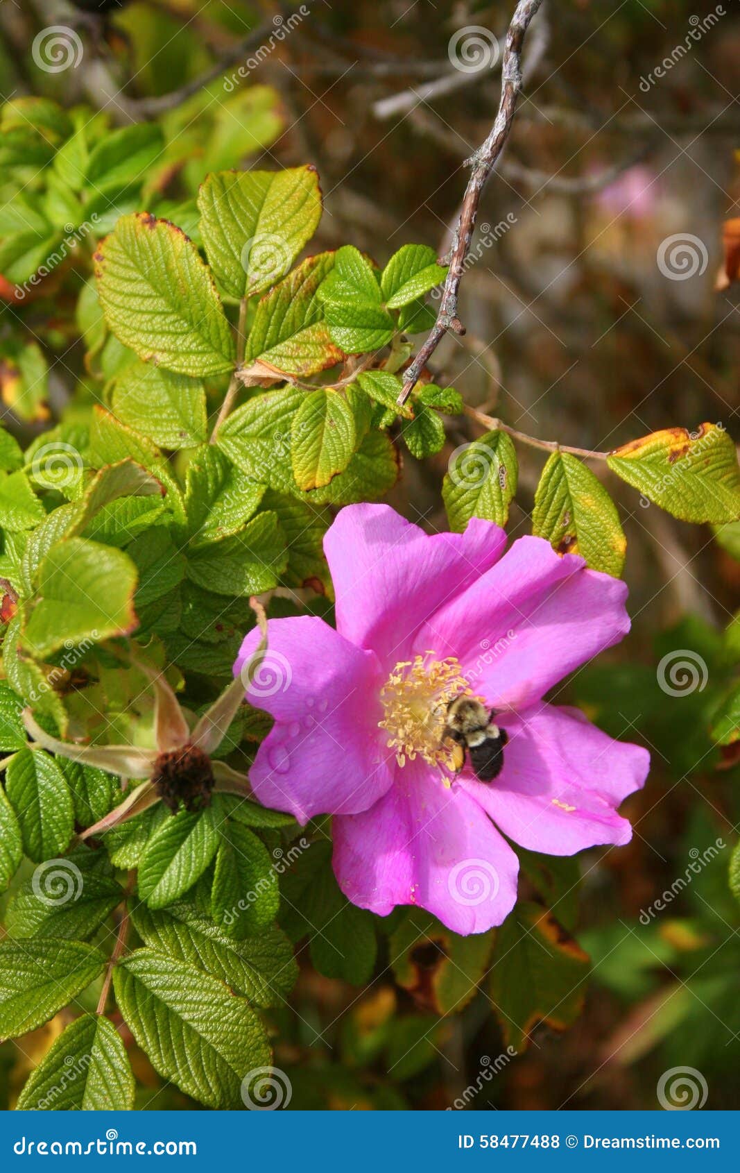 Wild Rose and Bumble Bee stock photo. Image of rose, maine - 58477488
