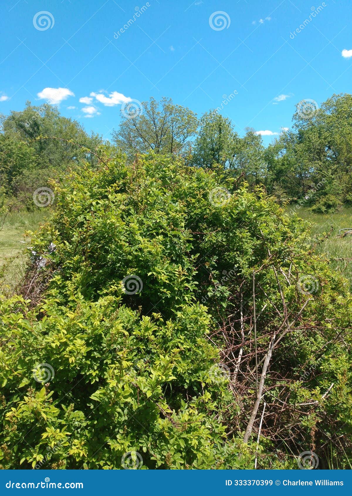 Wild Rose Bush stock image. Image of wild, overgrown - 333370399