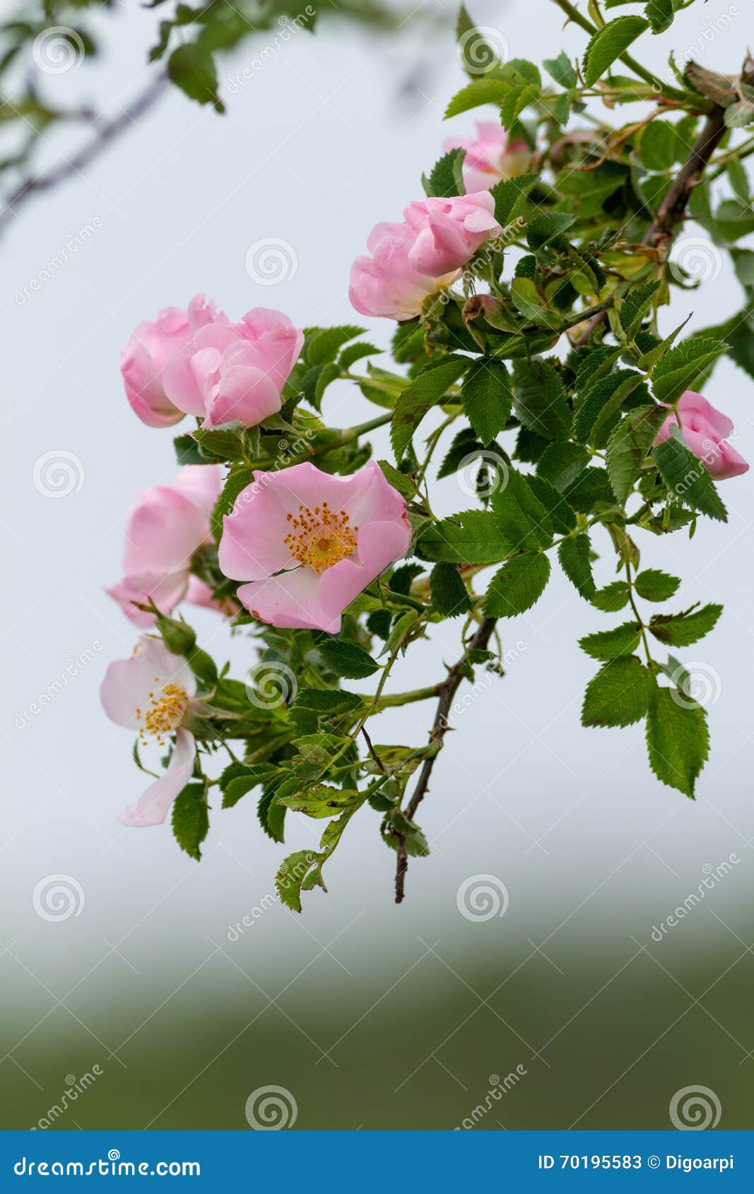 Wild rose bush stock image. Image of crop, purple, bloomy - 70195583