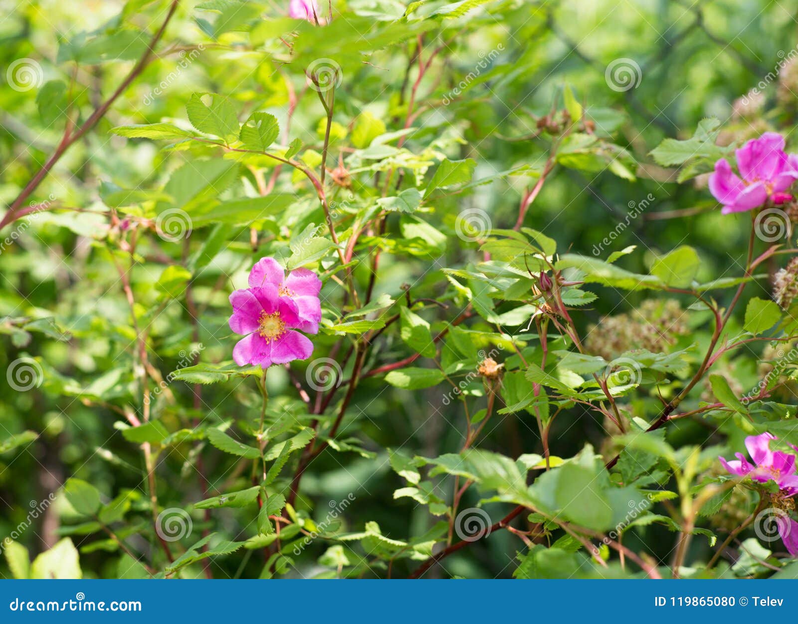 The wild rose Bush stock photo. Image of nature, flora - 119865080