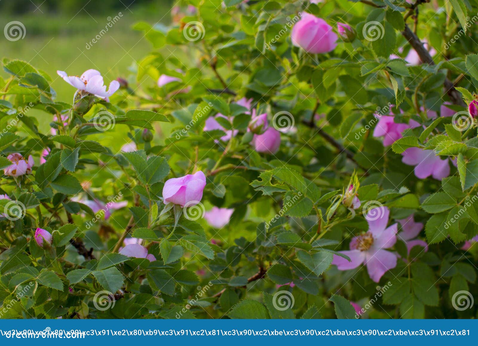 Wild rose Bush. stock image. Image of fruit, forest - 150716777