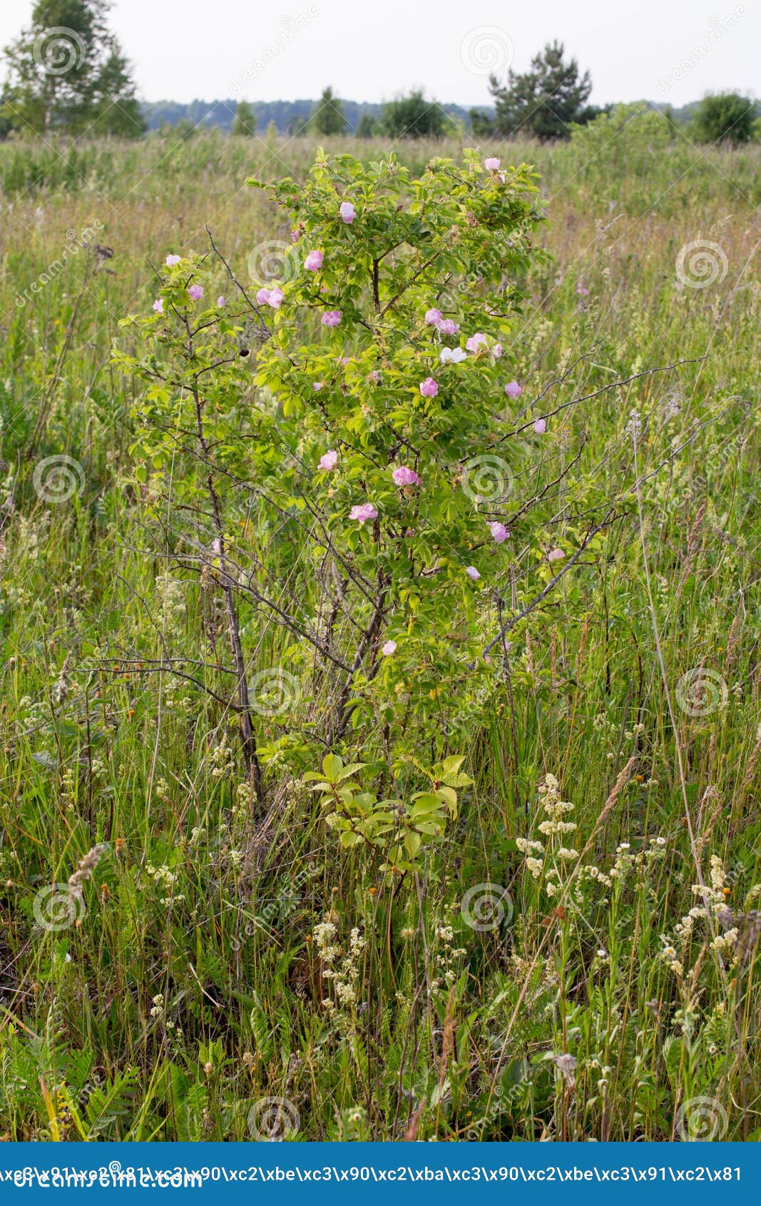 Wild rose Bush. stock image. Image of aroma, berry, hawthorn - 150716883