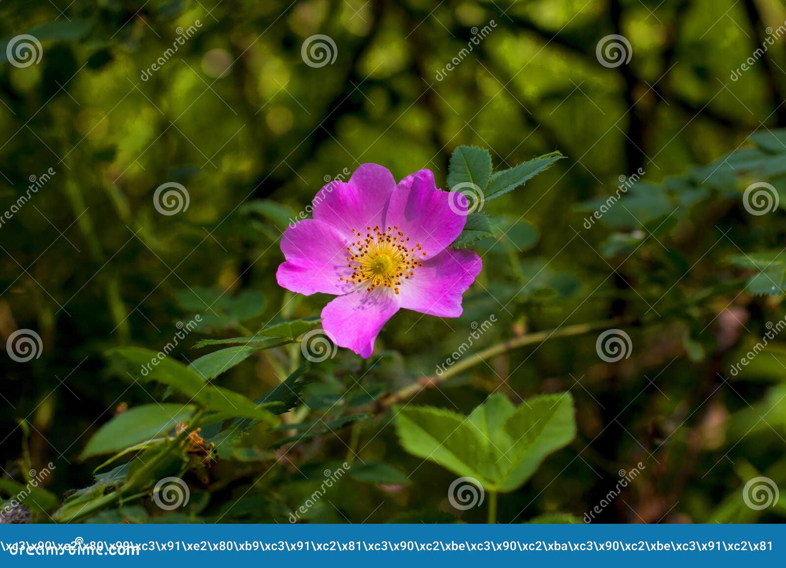 Wild rose Bush. stock photo. Image of natural, garden - 150717600