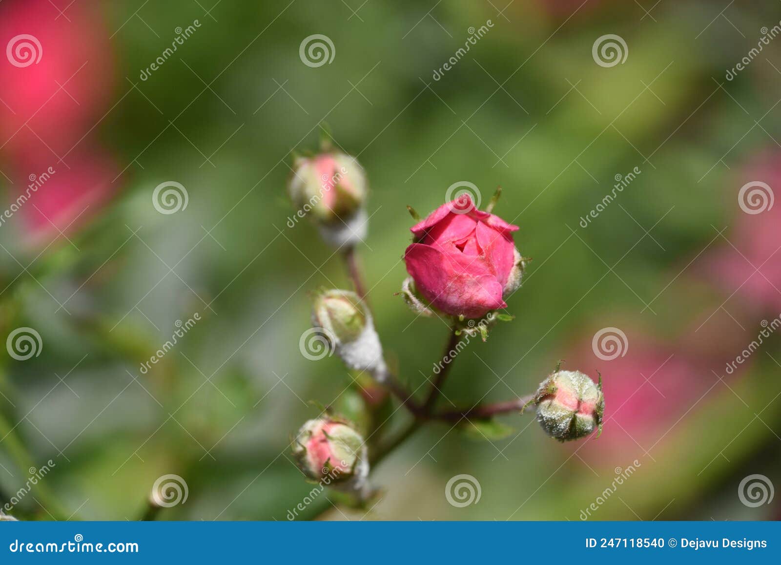 Pretty Red Budding Rose Bush with Tiny Buds Stock Photo - Image of ...
