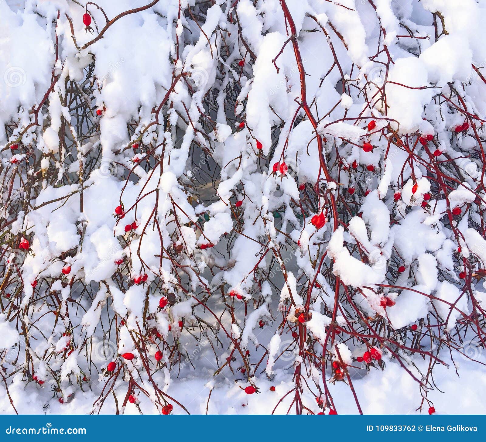 Wild Rose Bush with Red Berries Covered with Snow Stock Photo - Image ...