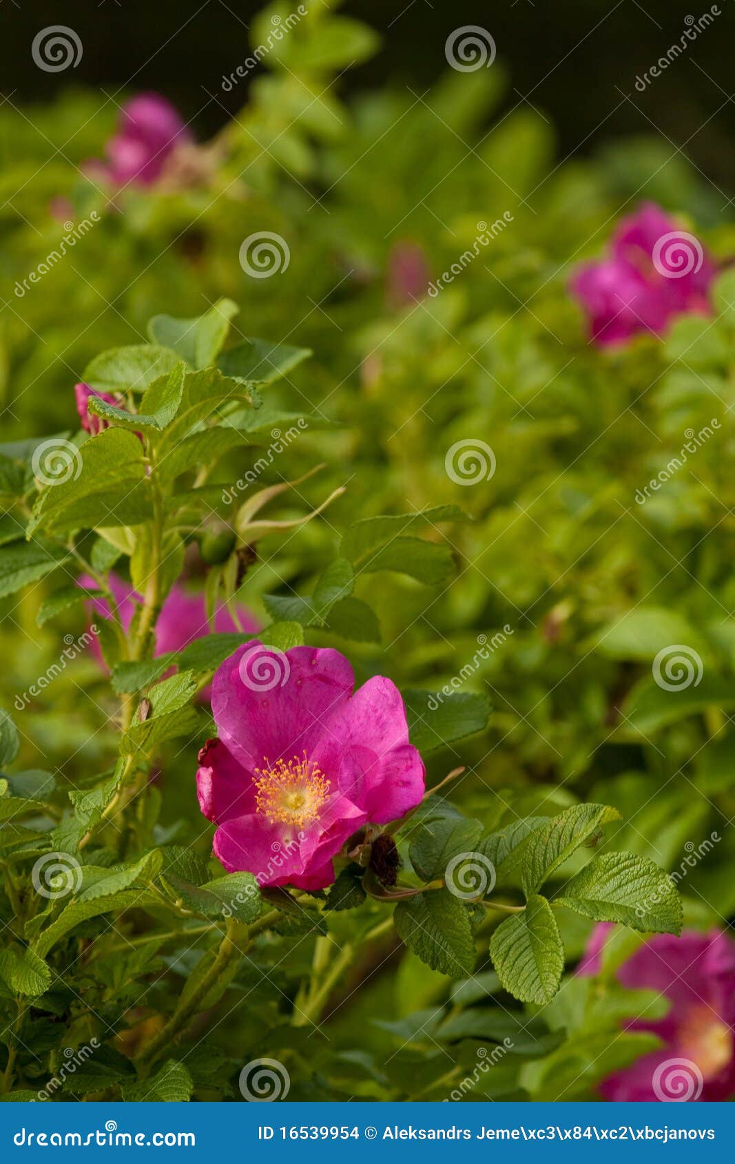 Wild rose flower stock photo. Image of flora, closeup - 16539954