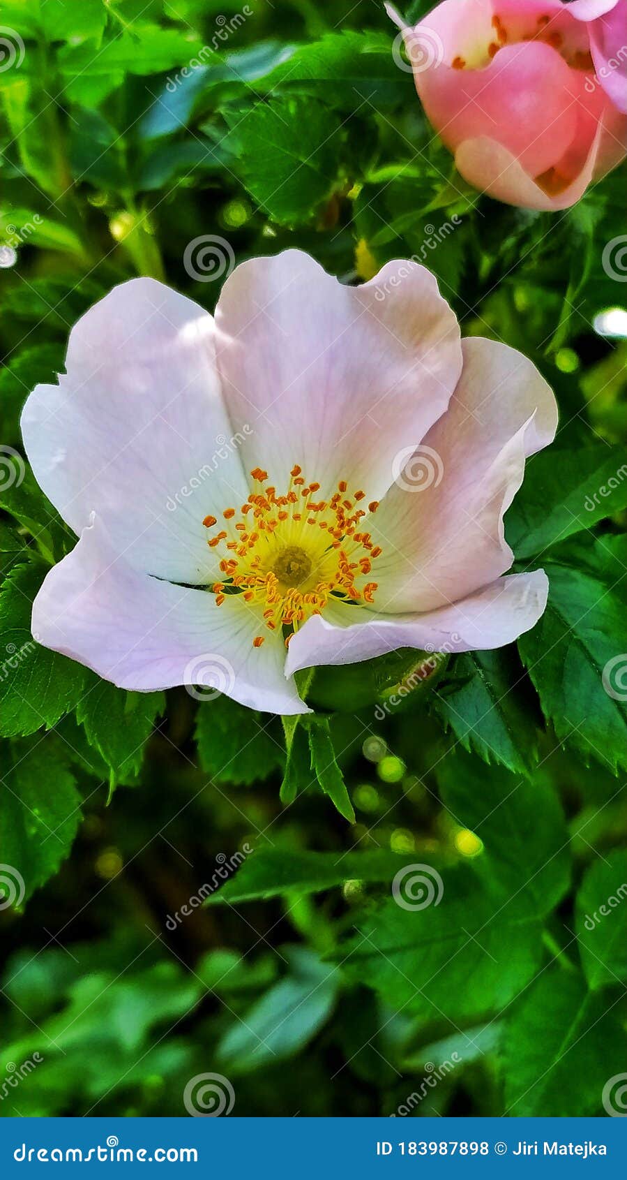Wild rose flower stock photo. Image of leaf, petal, flower - 183987898